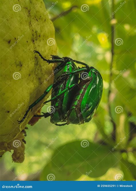 Green Shiny Beetle Mating On The Trees Stock Image Image Of Insect
