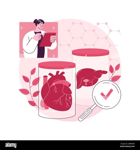 Lab Grown Organs Abstract Concept Vector Illustration Laboratory Grown