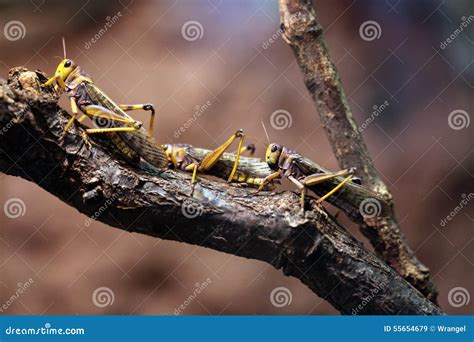 Migratory Locust Locust Locusta Migratoria Grasshopper Locust