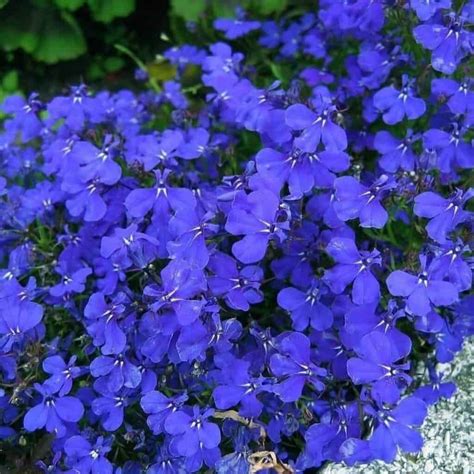 Lobelia Plant Care How To Grow The Lobelia Flower