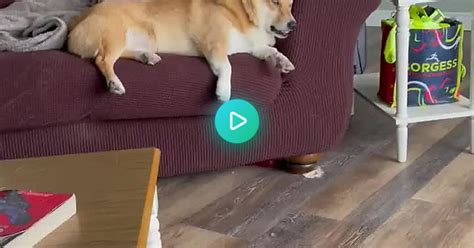 Indiana The Corgi In His Two Natural Modes Album On Imgur