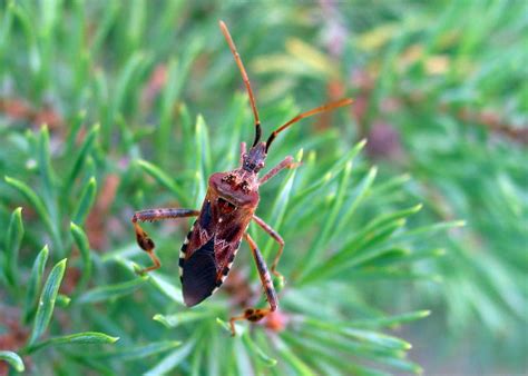 Not A Kissing Bug Invasive Western Conifer Seed Bug Causes Undue Alarm