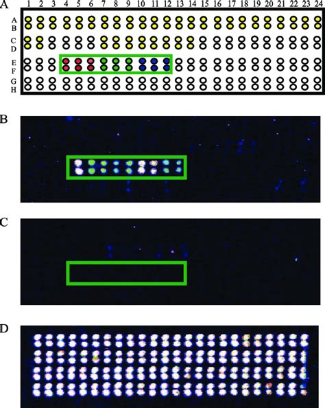 Representative Wnv Detection With A Universal Dna Microarray A Download Scientific Diagram