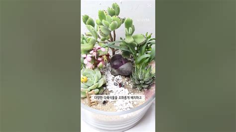 다육정원 다육식물 테라리움 다육이 인사이트9교육연구소 Youtube
