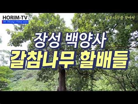 장성 백양사 갈참나무 노거수 군락 숲 전문 HORIM TV YouTube