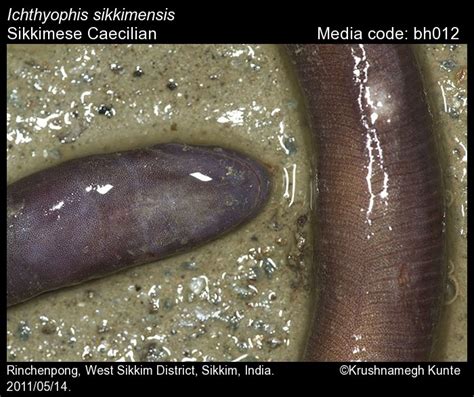 Ichthyophis Sikkimensis Taylor 1960 Sikkimese Caecilian Amphibians