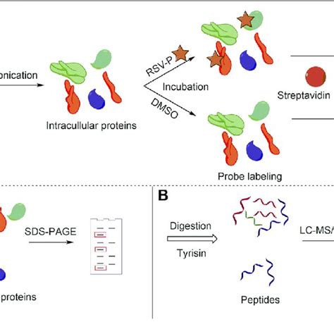 General Workflow Of Chemical Quantitative Proteomic Approach For Download Scientific Diagram