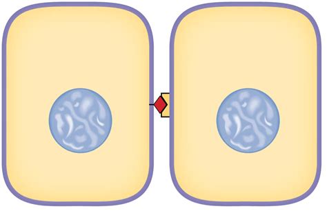Contact Dependent Signals Diagram Quizlet