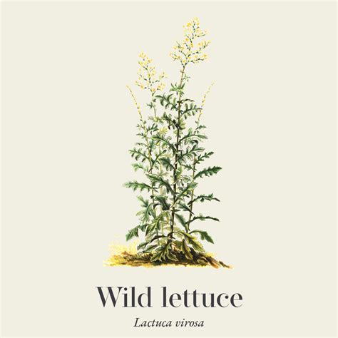 Wild Lettuce Lactuca Virosa Benefits Uses Safety Herbal Reality