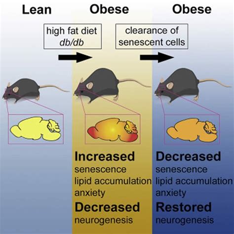 Obese Mice Lose Anxiety When Zombie Cells Exit The Brain Neuroscience News
