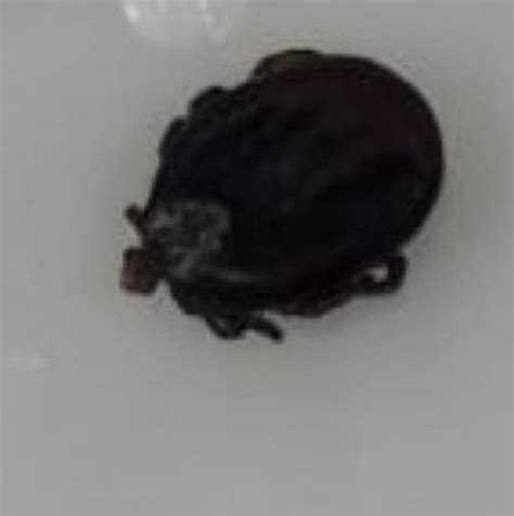 Mikro Uygulama Quizlet