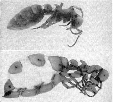 The Reproductive System Of The Army Ant Queen Eciton Eciton Part 1 General Anatomy By