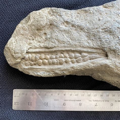 Strange Seed Pod Found In Osa Peninsula CR Fossilid