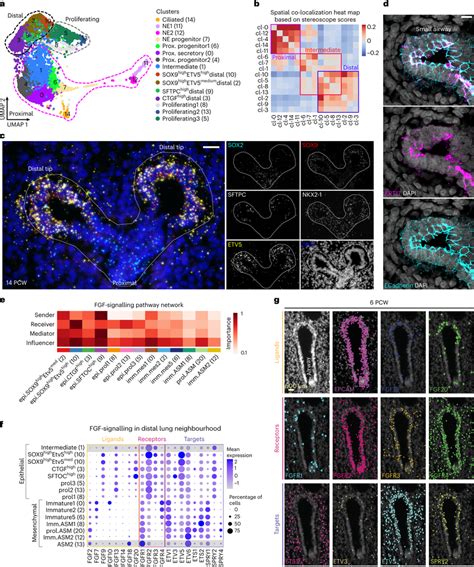 Epithelial Diversity In Developing Human Lungs A Umap Plot Of 10 940 Download Scientific