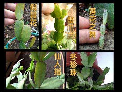 跟蟹爪蘭一個樣子但不是一個品種你的蟹爪蘭其實不是蟹爪蘭 每日頭條