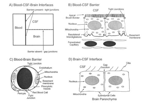 Morphology Of Blood Brain CSF Interfaces A Schema Of Main CNS Download Scientific Diagram