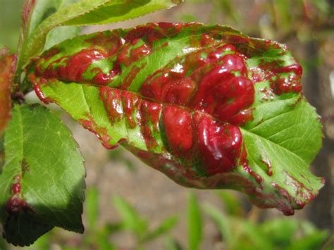 The Farmer Fred® Rant Peach Leaf Curl Returns In 2012