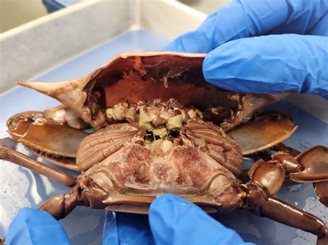 Can You Label The Internal Anatomy Of This Crab If