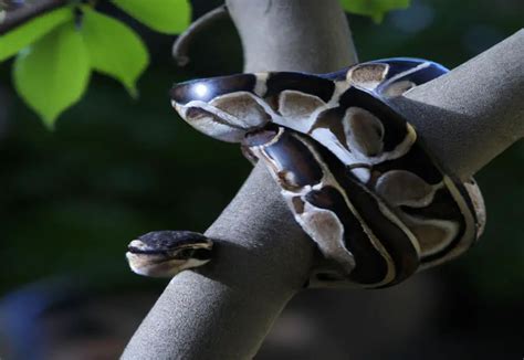 What To Do If You Lose Your Ball Python