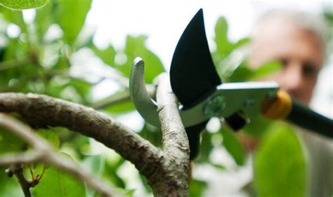 Gardening Expert Shares ‘common Pruning Mistakes To Avoid