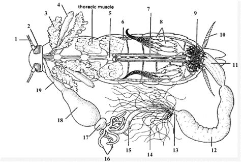 Cockroach Anatomy Diagram Quizlet