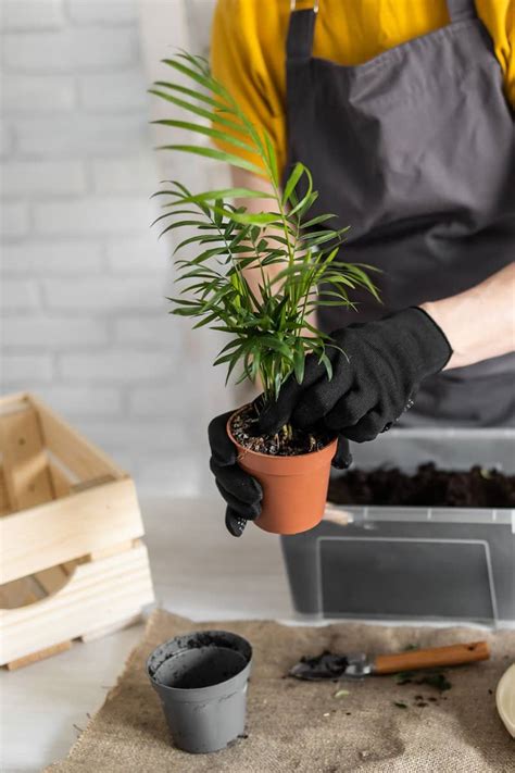 How To Add Calcium To Soil For Optimal Plant Growth