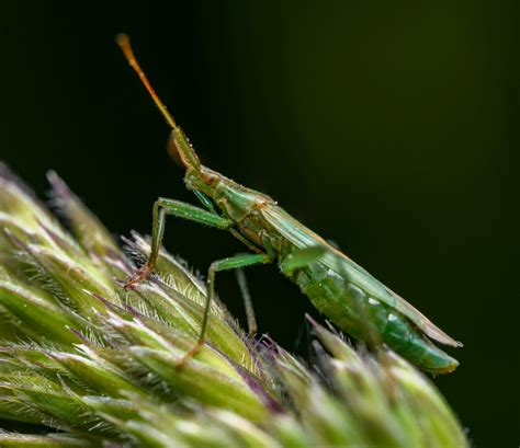 집 밖의 곤충 곤충 사진 곤충 세계 곤충 애호가 곤충 학자 곤충학 구부러진 잎 높은 해상도 뒷마당 생태학 만토데 매크로 촬영 머리 기울이기 벌레