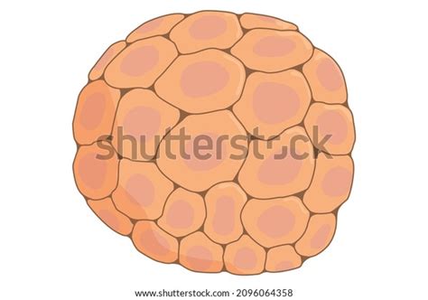 Simple Structure Blastocyst Without Section Stock Illustration