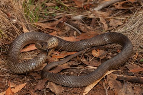 Eastern Brown Snake The Australian Museum