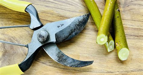 When To Start Willow Cuttings At Annette Nigel Blog