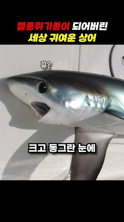 멸종위기종이 되어버린 세상 귀여운 상어 Youtube