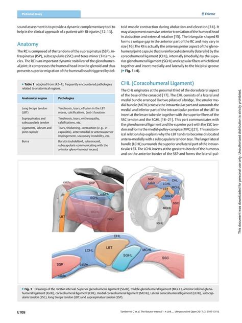The Rotator Interval A Link Between Anatomy And Ultrasound Pdf