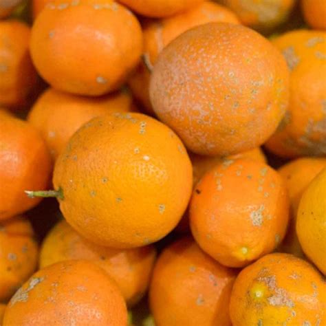 Os Diferentes Tipos De Limão Mais Comuns No Mundo