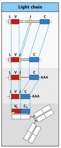 Module 2 Lecture 3 Flashcards Quizlet