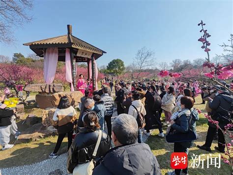 瘦西湖湖上梅林迎来高光时刻文化雅集给美景加分 梅花 趣味 花海