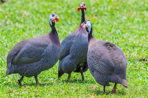 How Many Guinea Fowl Should You Get Well Whats Their Purpose Poultry Parade