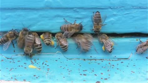 20 май Световен ден на пчелите Youtube