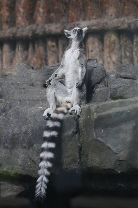 The Ring Tailed Lemur Lemur Catta Is A Large Strepsirrhine Primate
