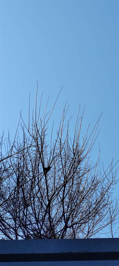 나무 종이 컷 실루엣 새의 Pixabay의 무료 사진 Pixabay