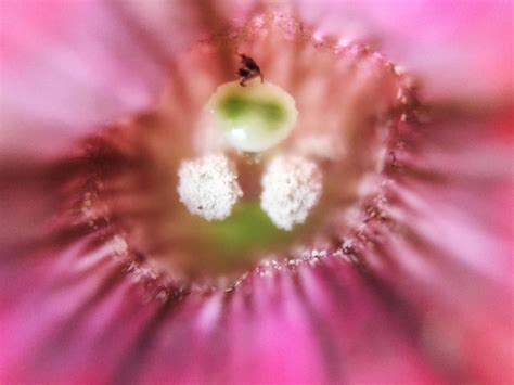 Premium Photo Extreme Close Up Of Flower