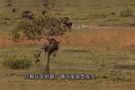 14只狮子围攻一头大象，本以为能饱餐一顿，结果狮子悲剧了！