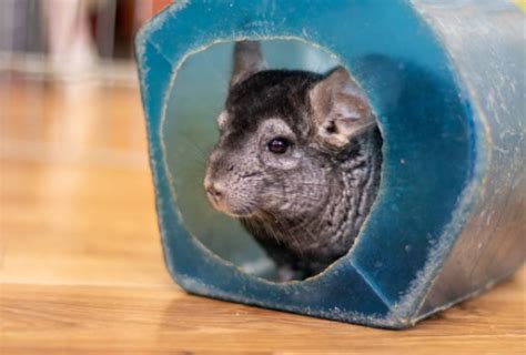 친칠라쥐 키우기 분양가 짧은꼬리 긴꼬리 다른점 수명 번식 성격 먹이 사육정보 네이버 블로그