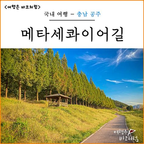 공주 메타세콰이어길 가볼만한곳 정안천 생태공원 주차 가능 단풍 명소 네이버 블로그