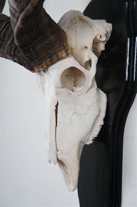 African Greater Kudu Skull Horn Antelope Plaque Shield Taxidermy Head