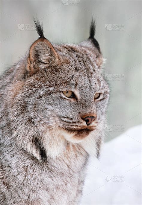 猞猁
