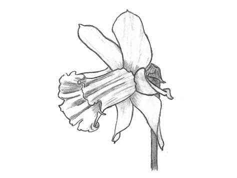 Identifying Daffodils New York Botanical Garden