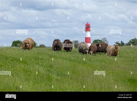 Norwegian Sheep On The Dike Lighthouse Falshoeft Geltinger Birk