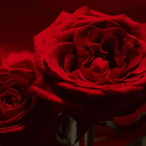 Eden Scented Candles Luxury Handmade Candles Shop Now