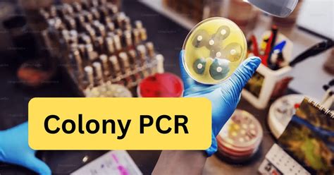 Colony Pcr A Reliable Technique For Amplifying Genetic Sequences