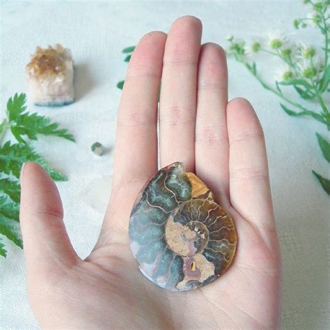 Sacred Geometry Of Nature Ammonite Specimen Fossil Mineral Fibonacci Fibonaccisequence